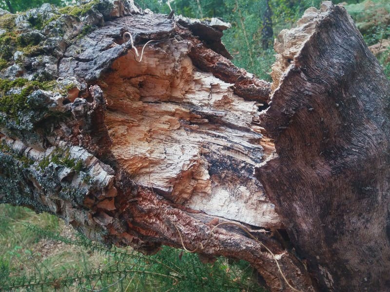 Split Tree Trunk in the Middle of the Forest Stock Image - Image of ...