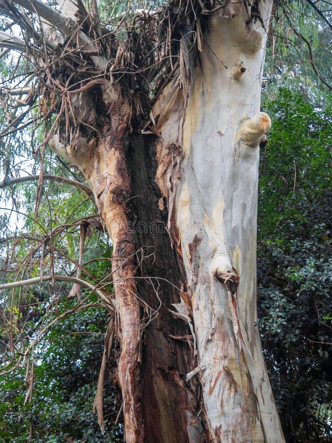 Split Trunk of a Large Tree. Splintered Wood. Powerful Trunk Stock ...