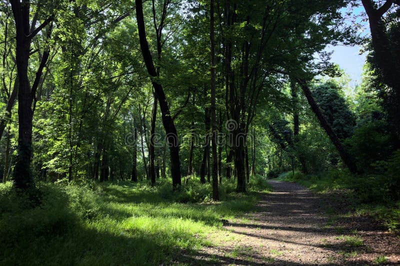 Split between two trails stock image. Image of active - 381645985