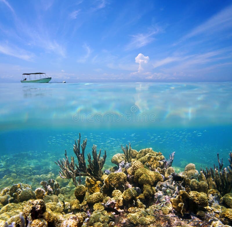 Split View with Sky and Beautiful Coral Reef Underwater Stock Photo ...