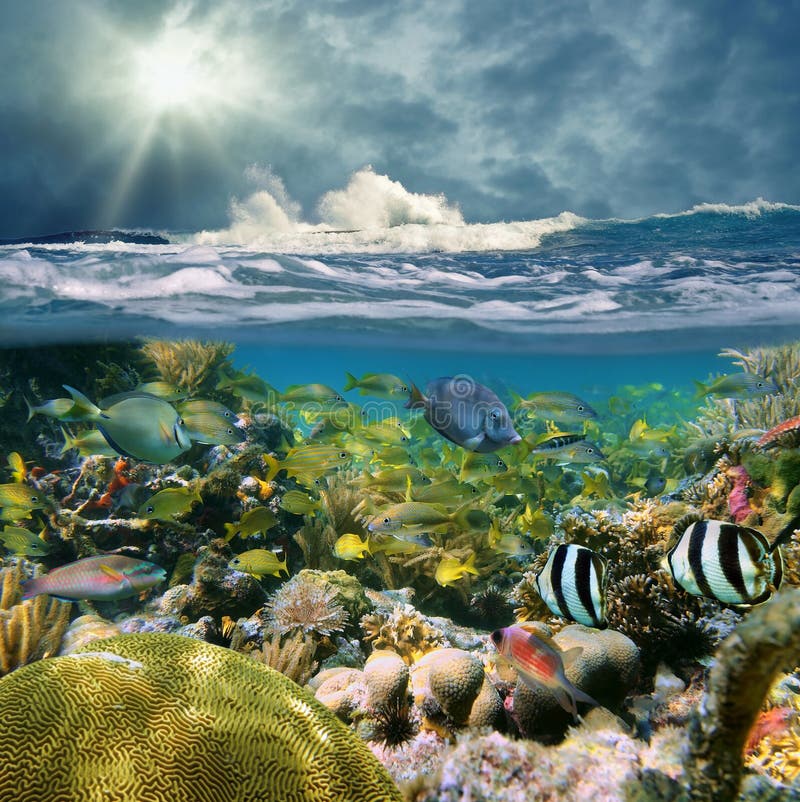 Split View with Sky and Beautiful Coral Reef Underwater Stock Photo ...