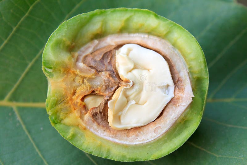 Split walnut stock image. Image of large, ripe, objects - 25561795