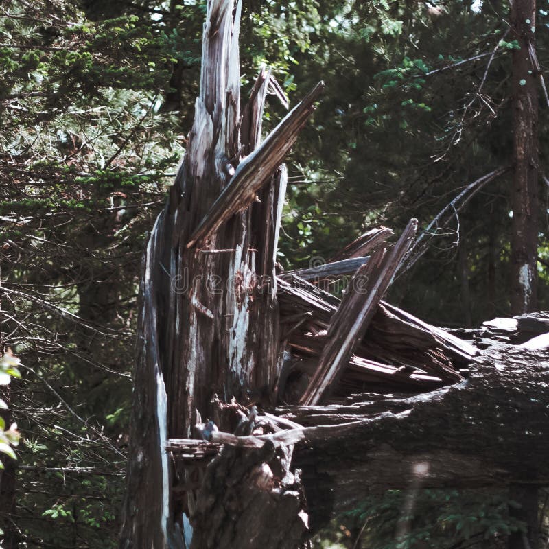 A splintered tree trunk stock image. Image of white - 119603539