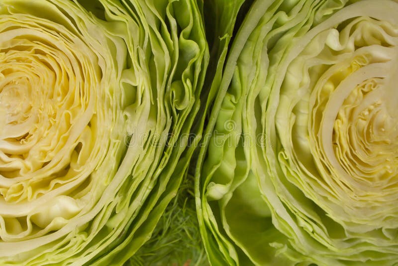 Split white cabbage stock image. Image of plant, parts - 72514459
