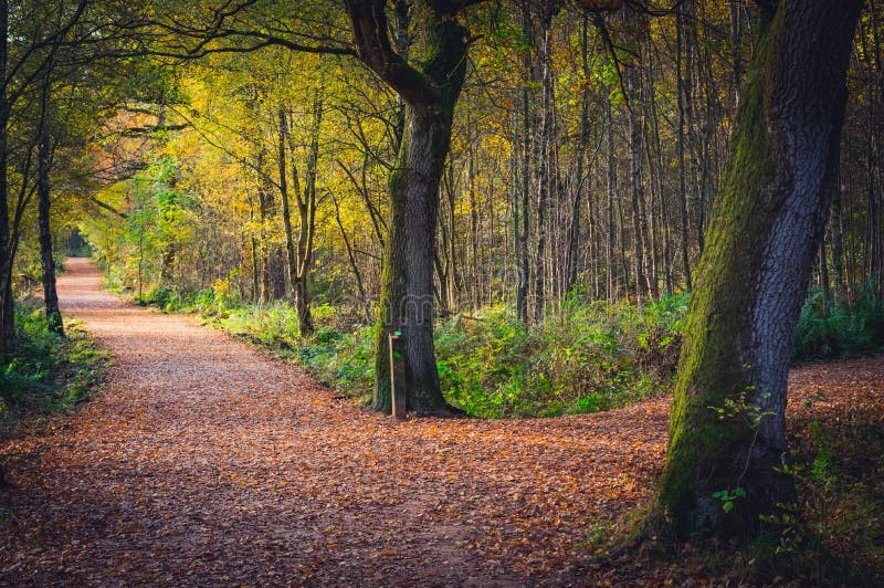 Path through Woodland in Autumn Stock Image - Image of park, daylight ...