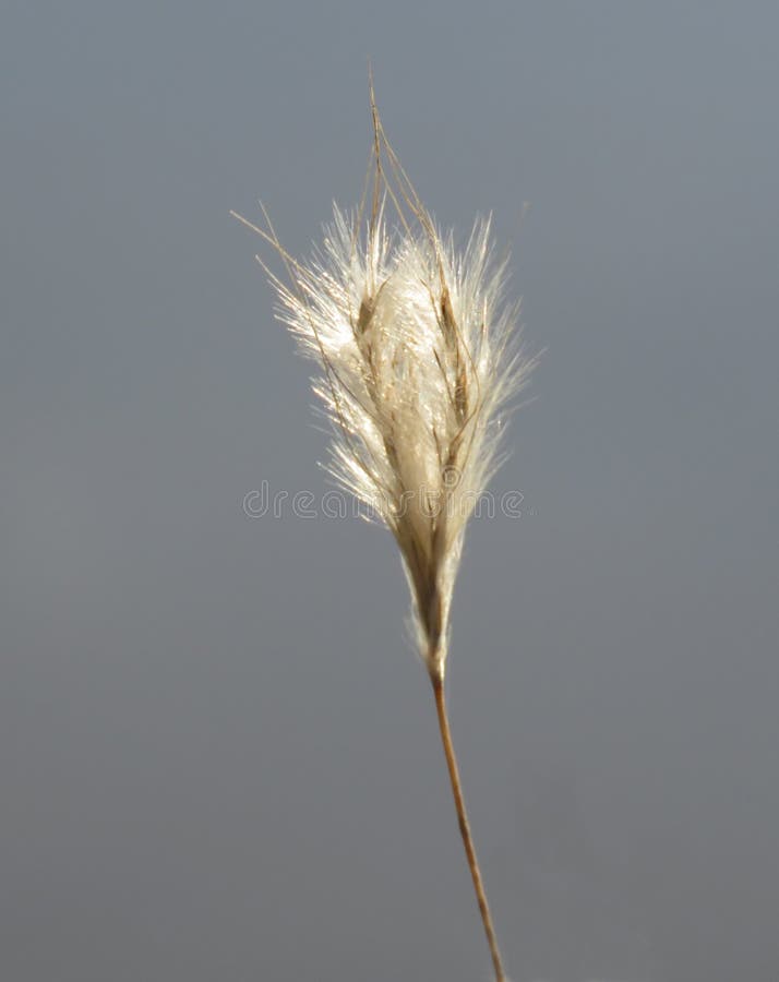 Splitbeard Stock Photos - Free & Royalty-Free Stock Photos from Dreamstime