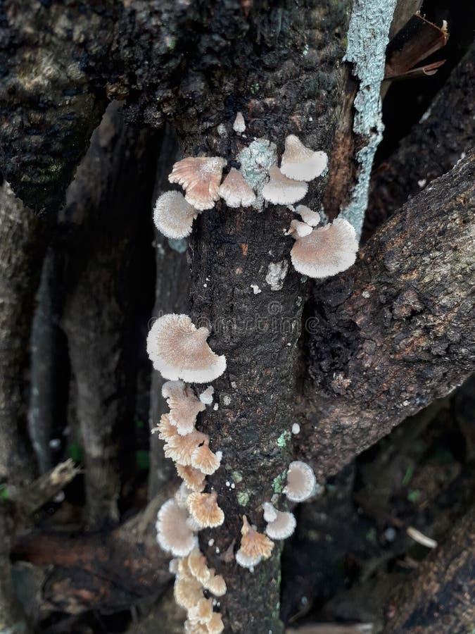 Splitgill Mushrooms Grow on Rotting Wood Stock Image - Image of edible ...
