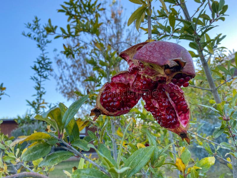 A Splitted Pomegranate on Its Tree Stock Image - Image of branch ...