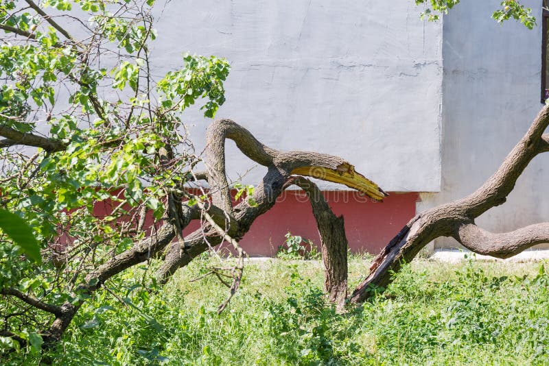 Splitted Trunk of Broken Old Apricot Tree Against the Wall Stock Photo ...
