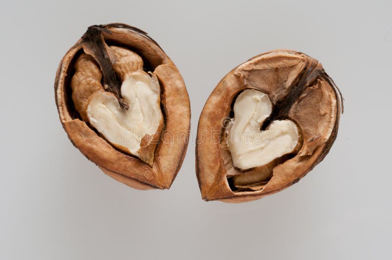 Splitted walnut stock image. Image of nature, cooking - 46949403