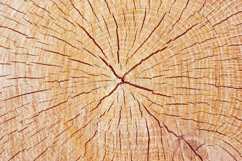 Splitting Log stock photo. Image of firewood, drying - 20011134