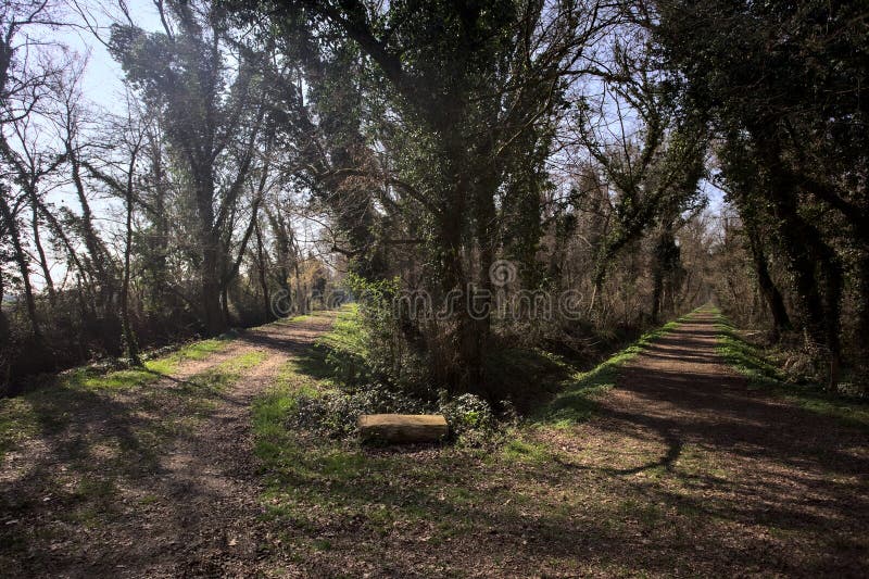 Splitting paths in a park stock photo. Image of grass - 368855930