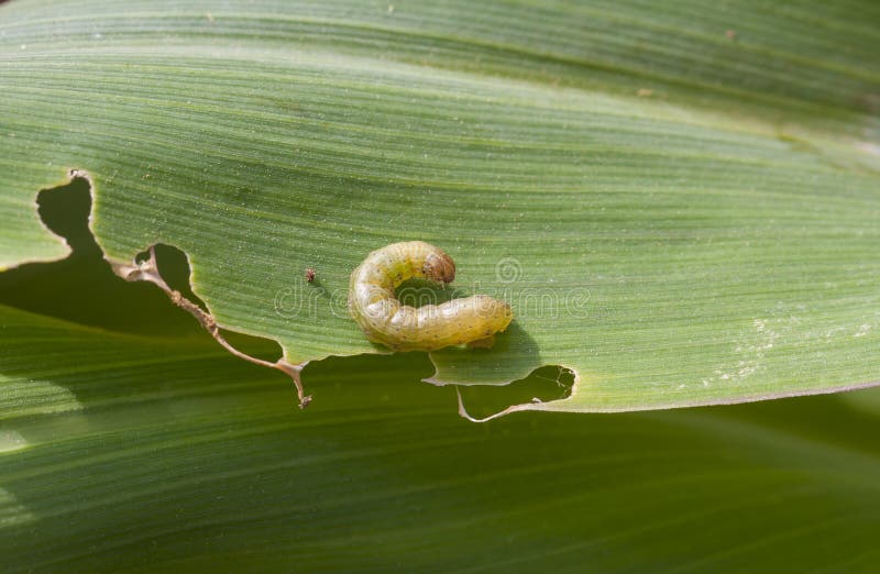 Spodoptera Frugiperda πτώσης Armyworm (Smith 1797) στο χαλασμένο φύλλο ... Spodoptera Frugiperda πτώσης Armyworm (Smith 1797) στο χαλασμένο φύλλο ...