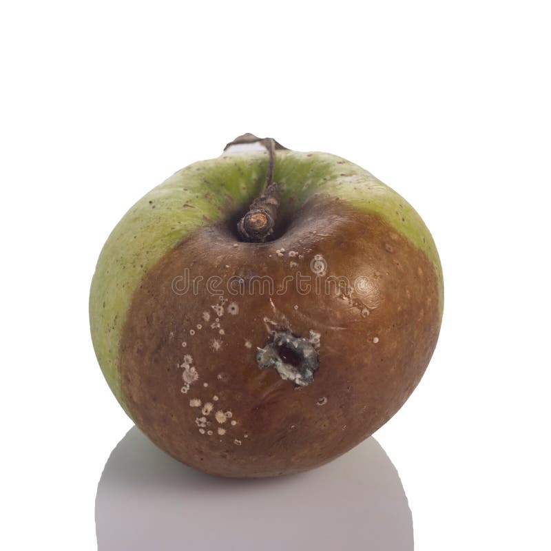 Close-up of Rotten Discarded Onion Continues To Grow in Urban Street ...