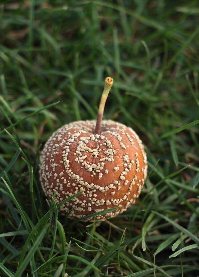 Spoiled Apple with Mold, in the Form of a Circular Pattern on Green ...