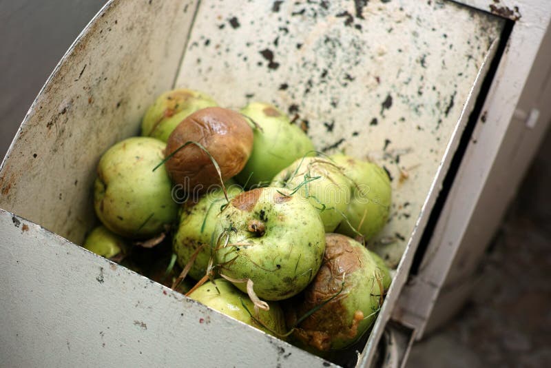 Spoiled Apples in Garbage Chute Stock Image - Image of gone, rotten ...