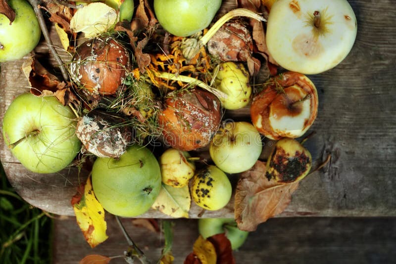 Spoiled Apples. Spoiled Orchard Apple Fruit Harvest. Apple Rot and ...