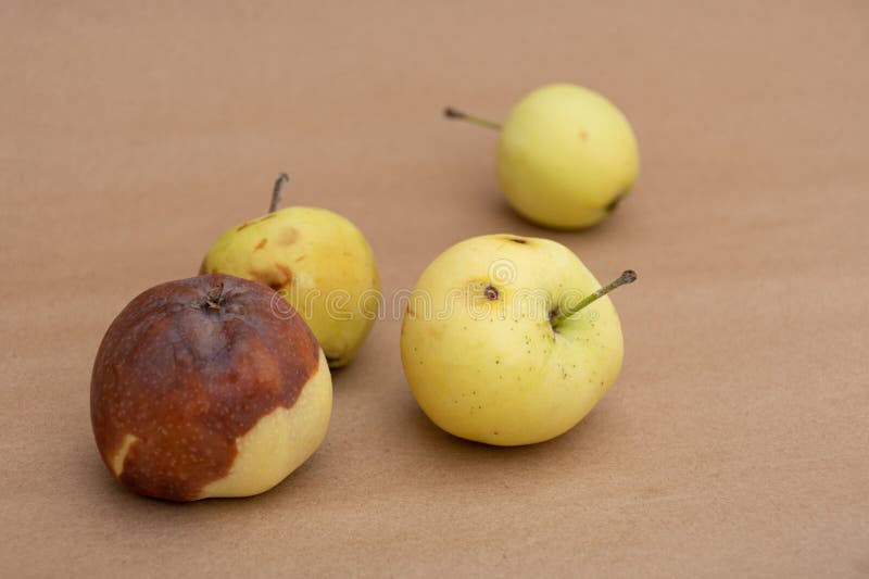 Spoiled Apples. Spoiled Orchard Apple Fruit Harvest. Apple Rot and ...