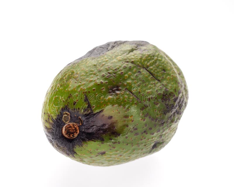 Spoiled Avocado on a White Background Stock Image - Image of foodstuff ...