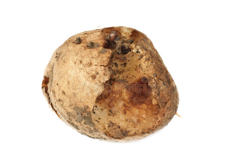 Spoiled bad potato stock photo. Image of mark, spoiled - 49559800