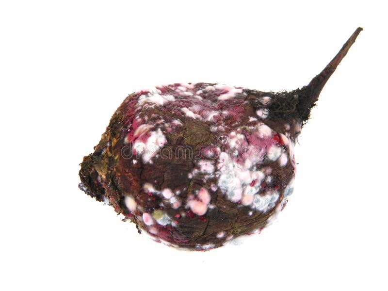 Rotten Beet Stock Photos - Free & Royalty-Free Stock Photos from Dreamstime