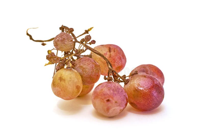 Spoiled grapes on the vine stock image. Image of nature - 80713205