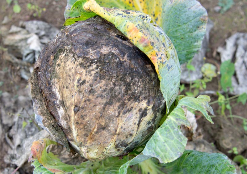 Spoiled Cabbage with Black Rotten Leaves Stock Photo - Image of harvest ...