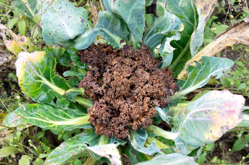 Spoiled Cabbage with Black Rotten Leaves Stock Photo - Image of leaves ...