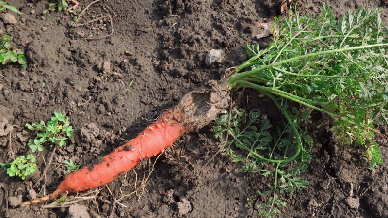 Spoiled Carrots with Defect, Lying on Ground in Garden Stock Footage ...