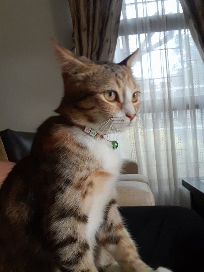 Spoiled Cat in the House Relaxed Alone Stock Image - Image of relaxed ...