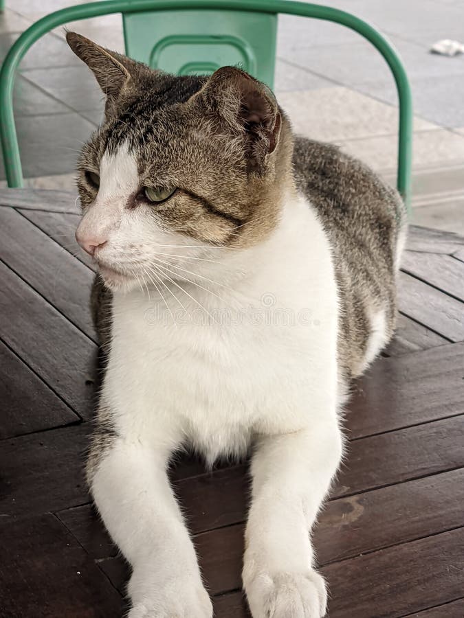 Spoiled cat stock image. Image of black, animal, whiskers - 272204621