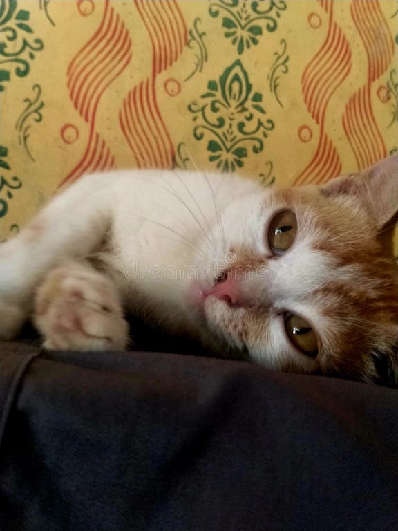 Spoiled cat stock image. Image of lazing, pattern, relaxing - 368583391