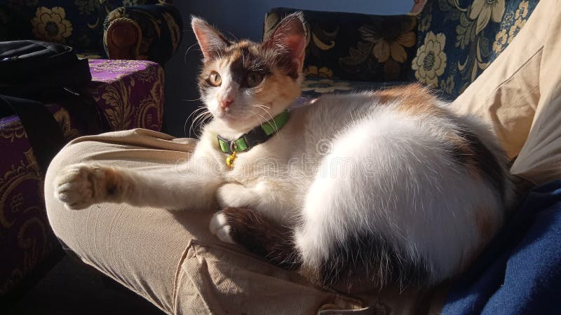 Spoiled cat stock photo. Image of nose, home, skin, smart - 264040482