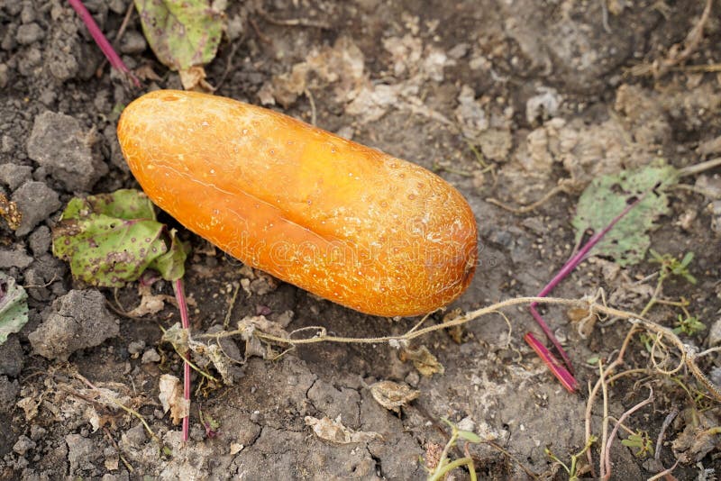 Bad Crops Dry Stock Photos - Free & Royalty-Free Stock Photos from ...