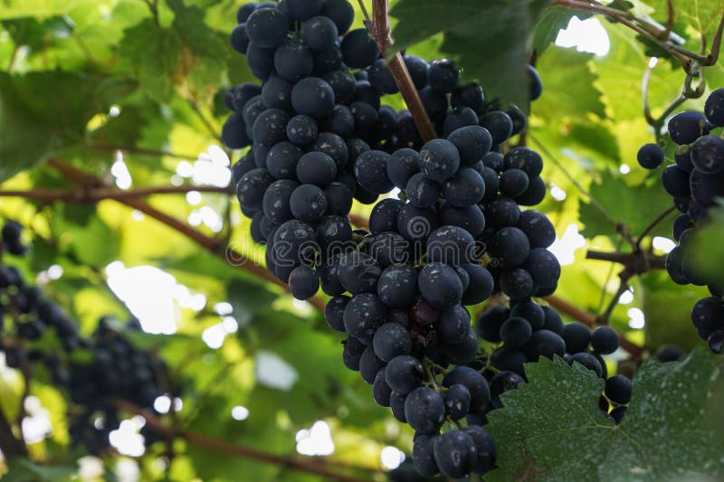 Spoiled and Damaged Bunches of Grapes Hanging on Brunches. Stock Photo ...