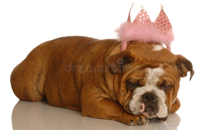 Spoiled dog stock photo. Image of crown, english, breed - 7323508