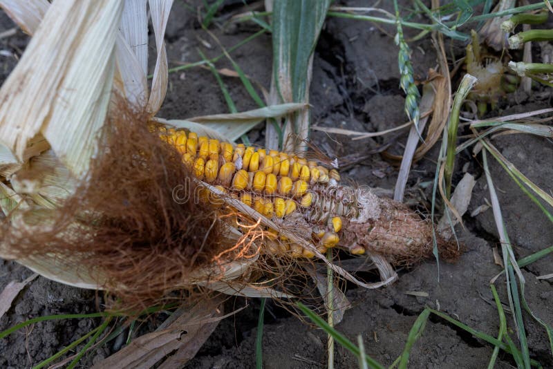 Spoiled Ear of Corn on Cracked Ground Stock Image - Image of corn ...