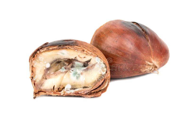 Spoiled edible chestnut stock photo. Image of fruit, ingredient - 85263732