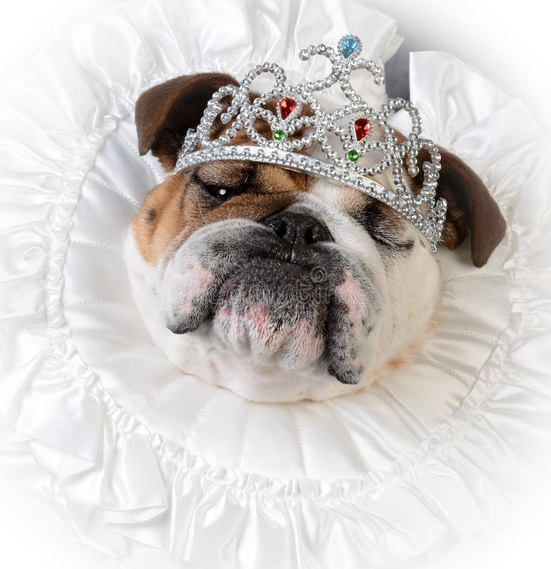 Spoiled female dog stock photo. Image of female, crown - 96644796