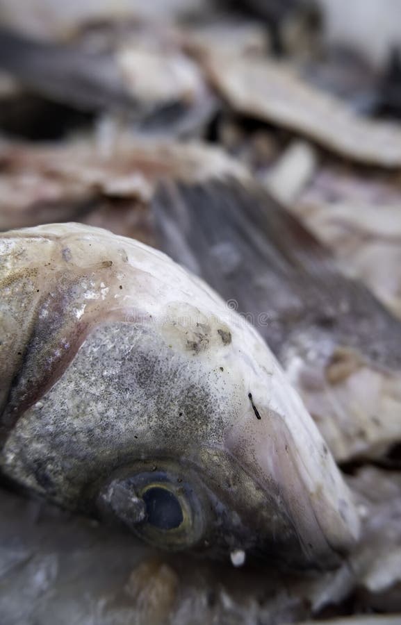 Spoiled fish in the trash stock photo. Image of premium - 289533568