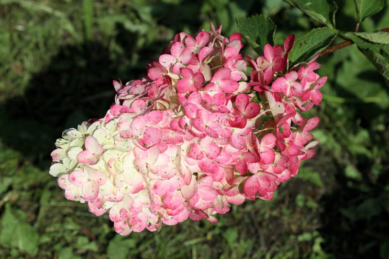 Spoiled Flowers on a Branch of White and Red Hydrangea Stock Image ...