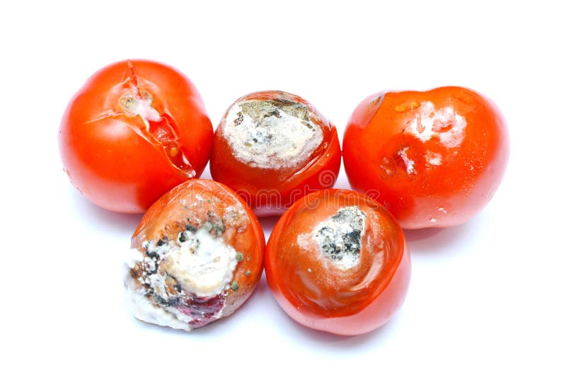 583 Spoiled Tomatoes Stock Photos - Free & Royalty-Free Stock Photos ...