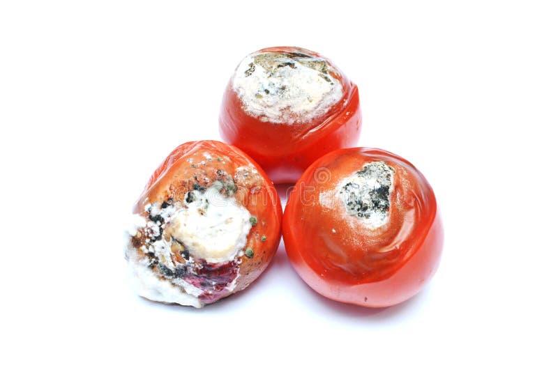 583 Spoiled Tomatoes Stock Photos - Free & Royalty-Free Stock Photos ...