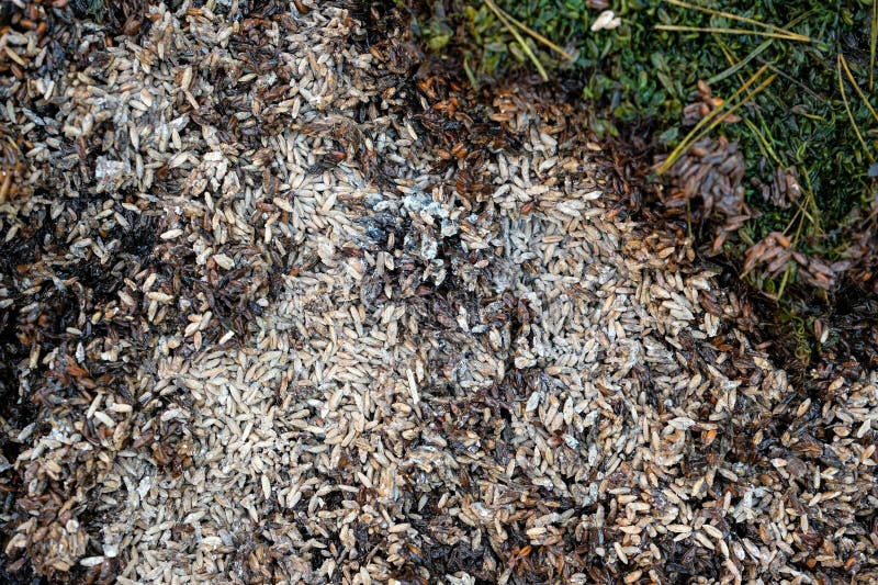 Spoiled Grain Poor Condition Mold Stock Photos - Free & Royalty-Free ...