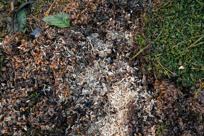 Grain Disposal Spoiled Outdoors Poor Condition Stock Photos - Free ...