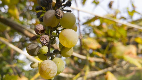 Spoiled grapes on the vine stock photo. Image of nature - 79284582