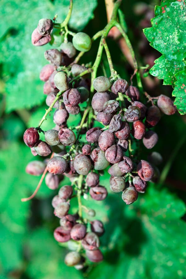 Spoiled grapes on the vine stock image. Image of nature - 80713205