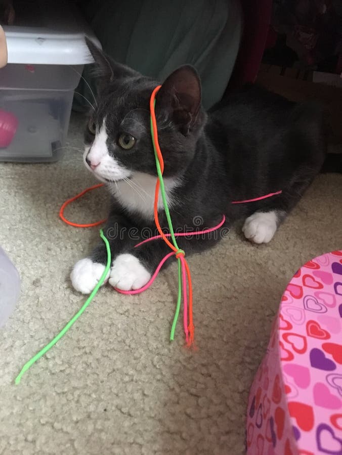 Pampered Cat Stock Photos - Download 3,884 Royalty Free Photos