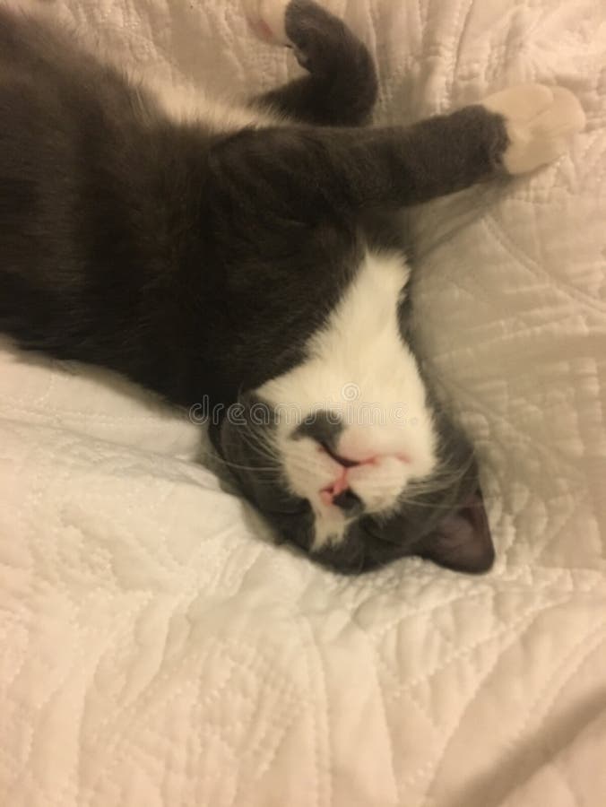 The kitty spoiled stock image. Image of spoiled, adorable - 180445515