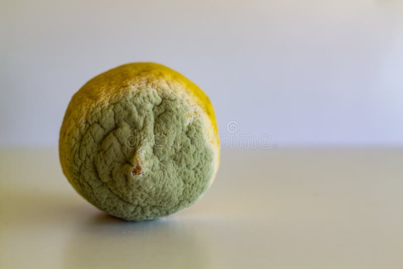 Spoiled lemon with mold stock image. Image of green - 124119815